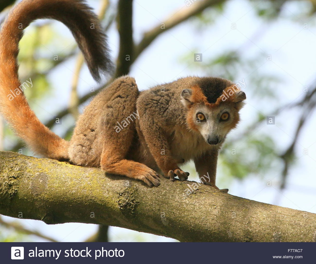 Crowned Lemur | Project Zoo Wiki | Fandom