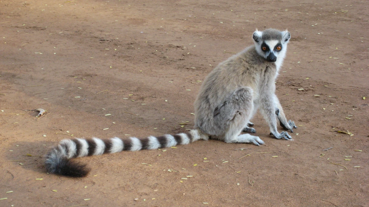 Ring-tailed Lemur | Project Zoo Wiki | Fandom