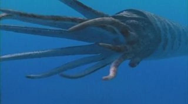 Cameroceras | Project Zoo Wiki | Fandom