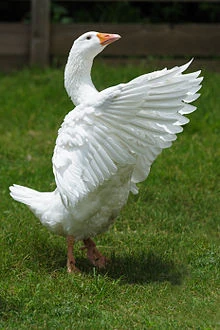 Domestic Goose | Project Zoo Wiki | Fandom