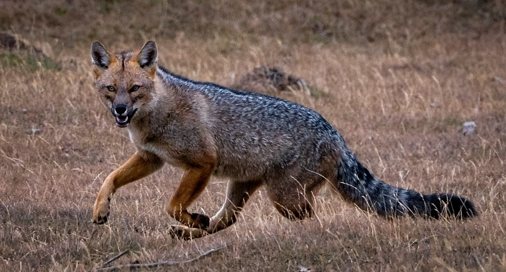 Culpeo | Project Zoo Wiki | Fandom