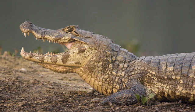 Spectacled Caiman | Project Zoo Wiki | Fandom