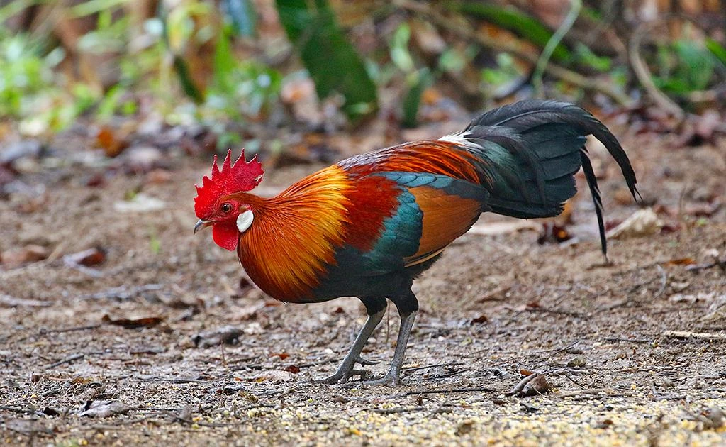 Red Junglefowl | Project Zoo Wiki | Fandom