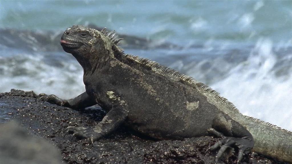 Marine Iguana | Project Zoo Wiki | Fandom