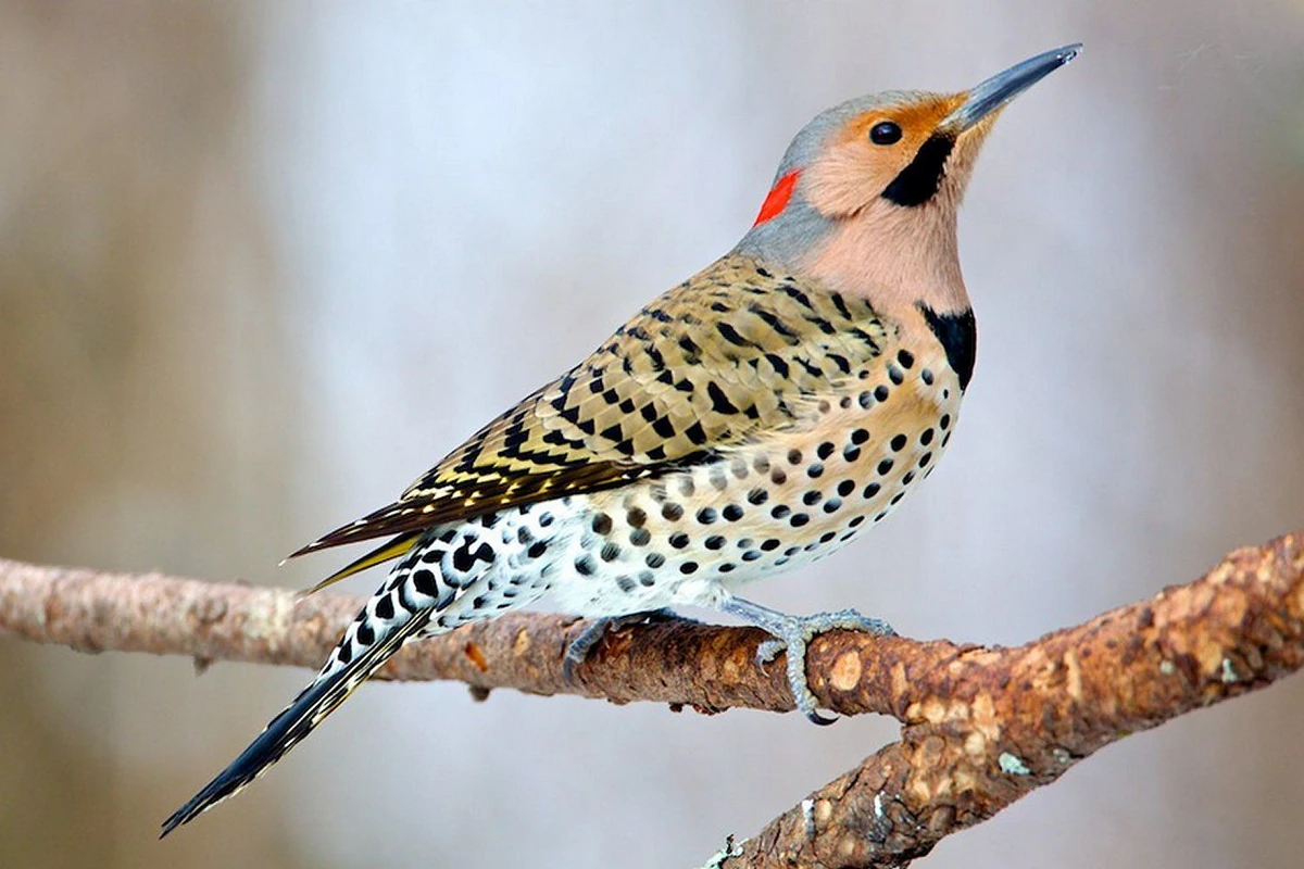 Northern Flicker | Project Zoo Wiki | Fandom