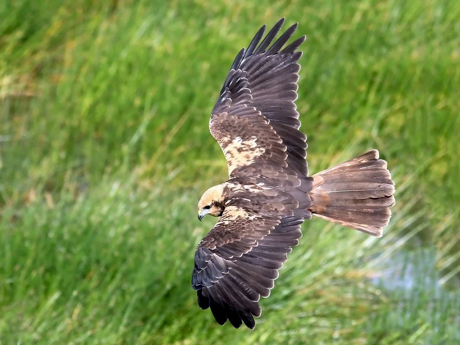 Western Marsh Harrier | Project Zoo Wiki | Fandom