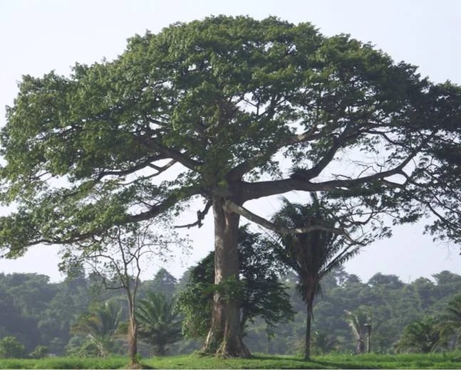 Kapok Tree | Project Zoo Wiki | Fandom