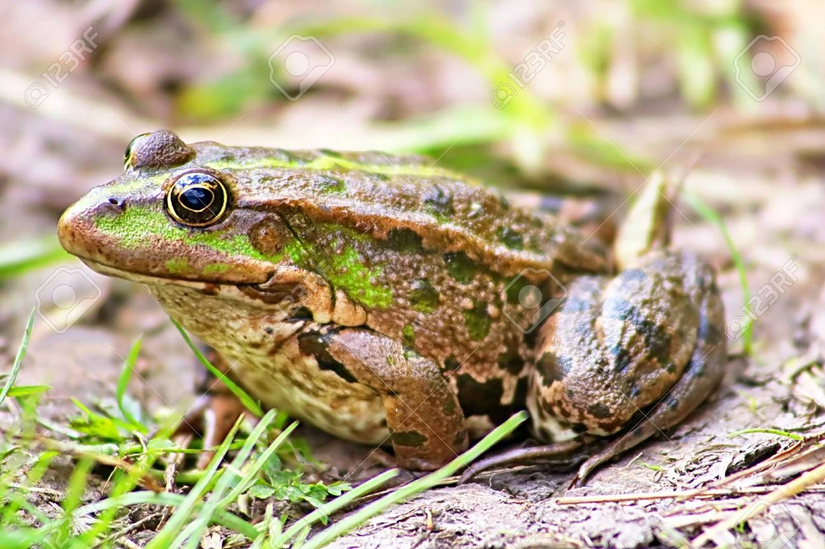 Marsh Frog | Project Zoo Wiki | Fandom