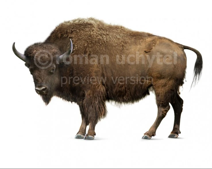 Steppe Bison | Project Zoo Wiki | Fandom