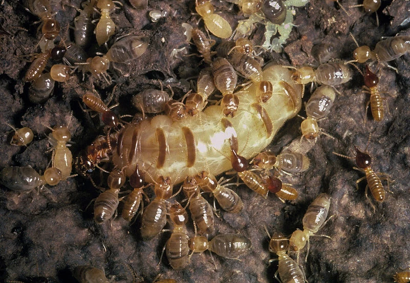 Mound-building Termite | Project Zoo Wiki | Fandom