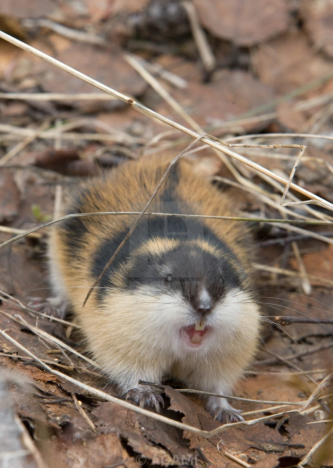 Norway Lemming | Project Zoo Wiki | Fandom