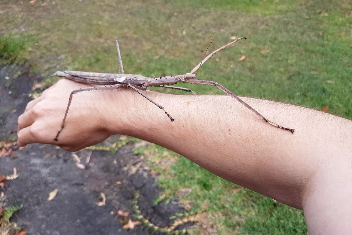 Titan Stick Insect | Project Zoo Wiki | Fandom