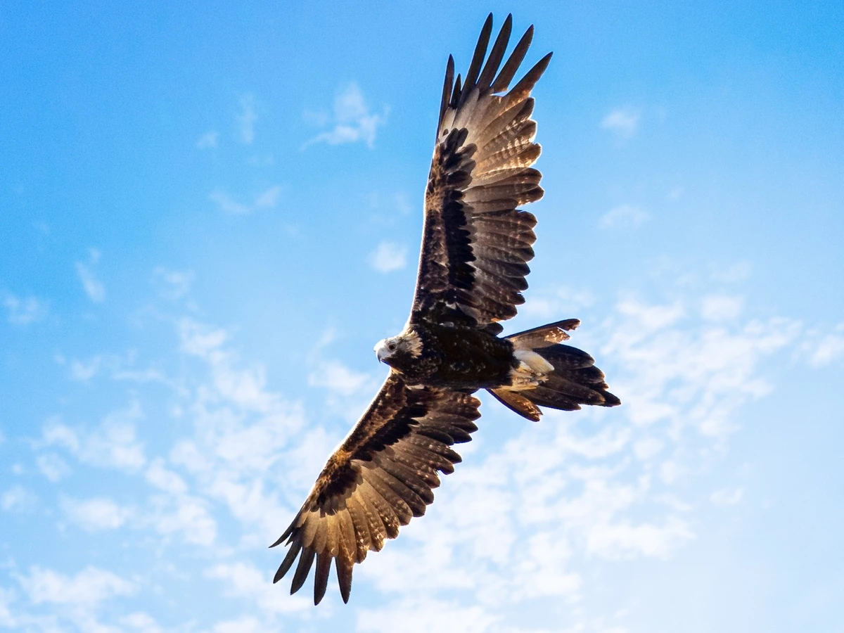 Wedge-tailed Eagle | Project Zoo Wiki | Fandom