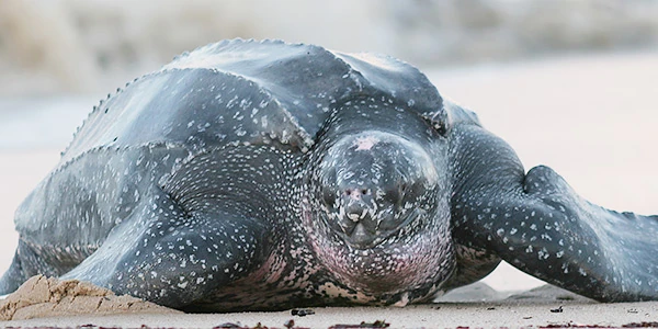 Leatherback Sea Turtle | Project Zoo Wiki | Fandom