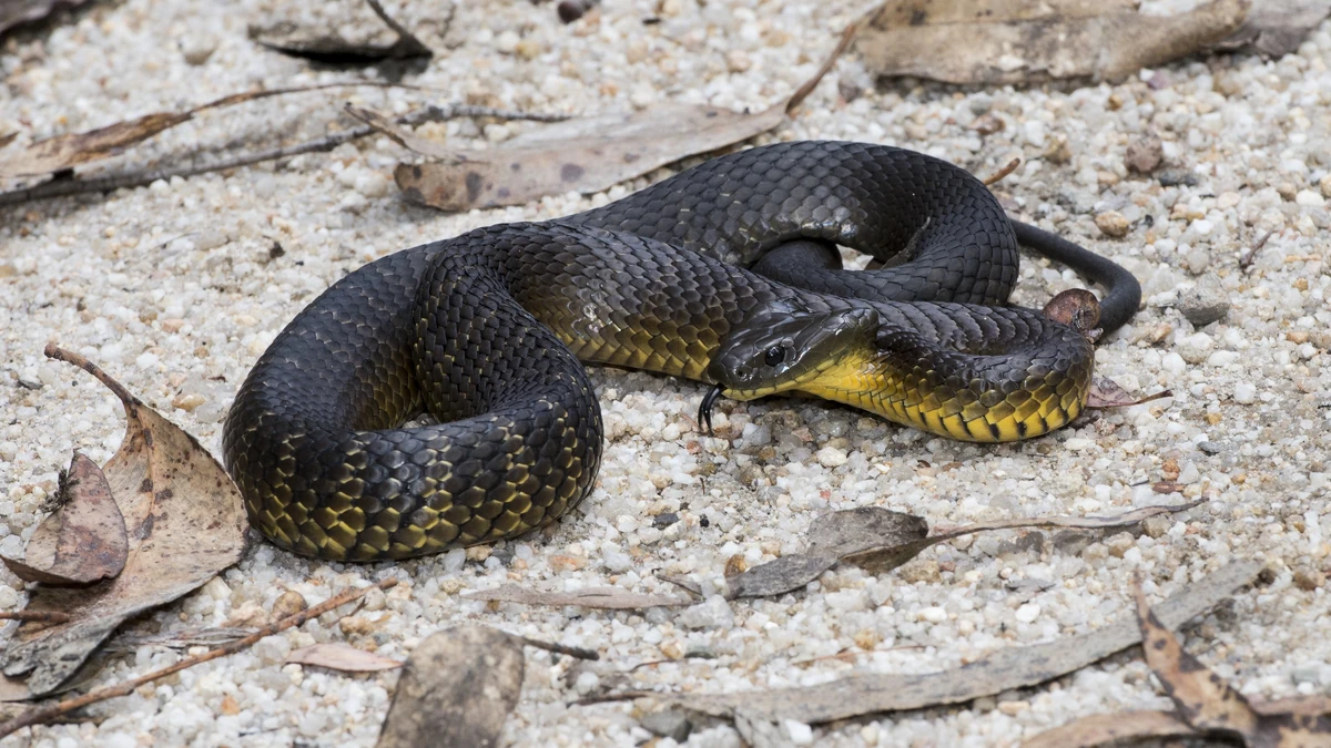 Tiger Snake | Project Zoo Wiki | Fandom