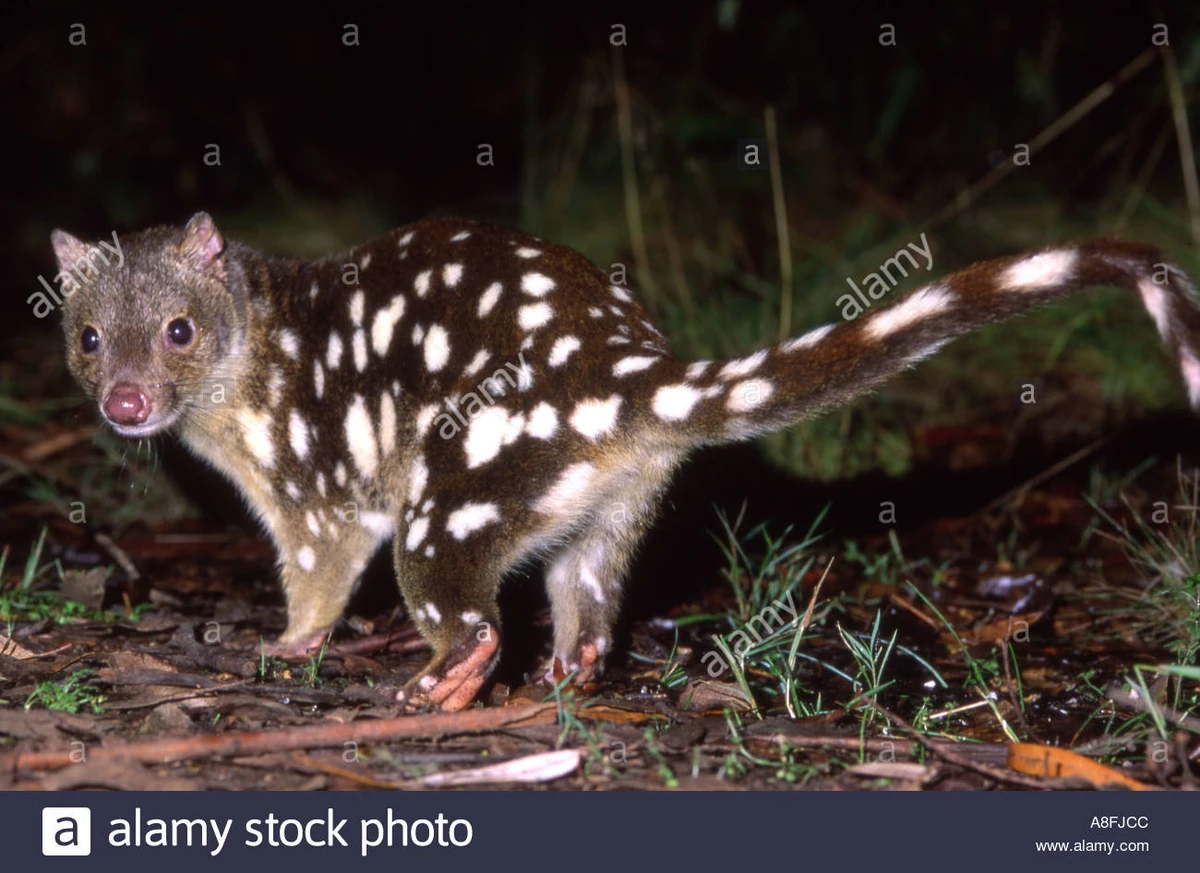 Tiger Quoll | Project Zoo Wiki | Fandom