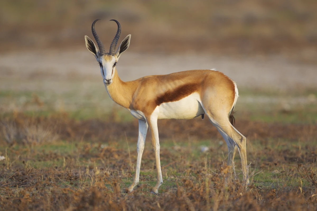 Springbok | Project Zoo Wiki | Fandom
