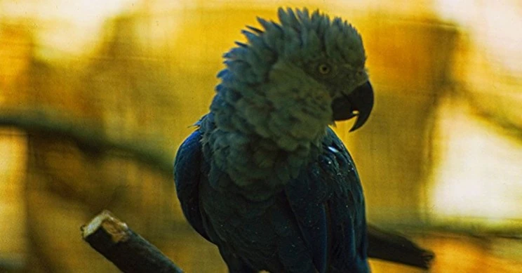 Spix's Macaw | Project Zoo Wiki | Fandom