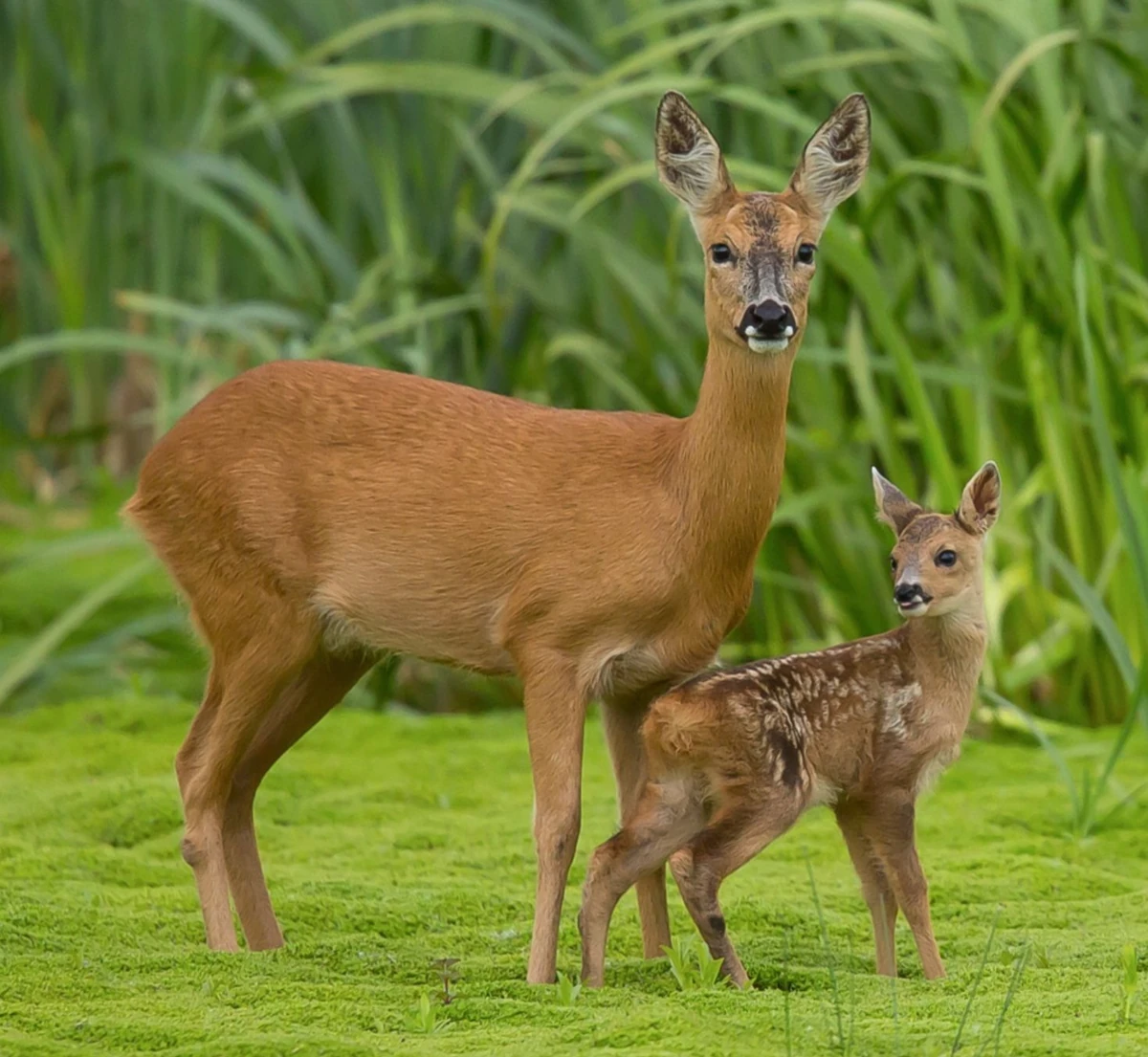European Roe Deer | Project Zoo Wiki | Fandom