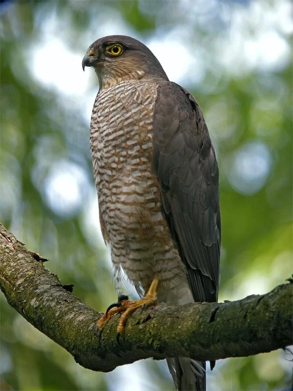 Eurasian Sparrowhawk | Project Zoo Wiki | Fandom