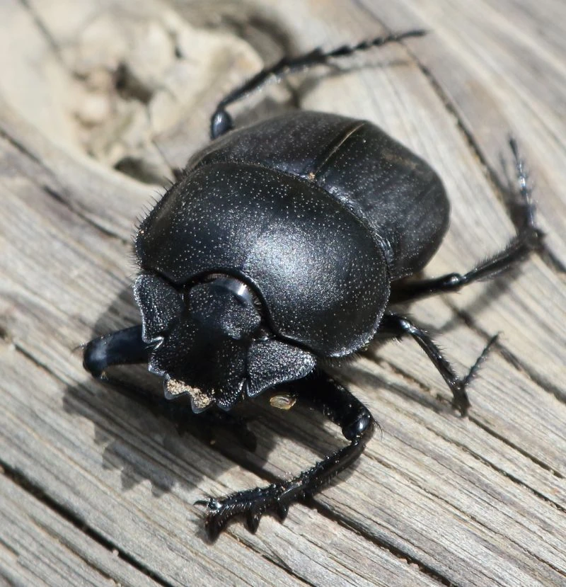 African Dung Beetle | Project Zoo Wiki | Fandom