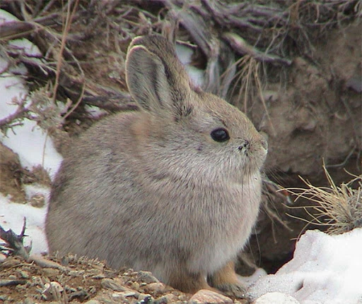 Pygmy Rabbit | Project Zoo Wiki | Fandom