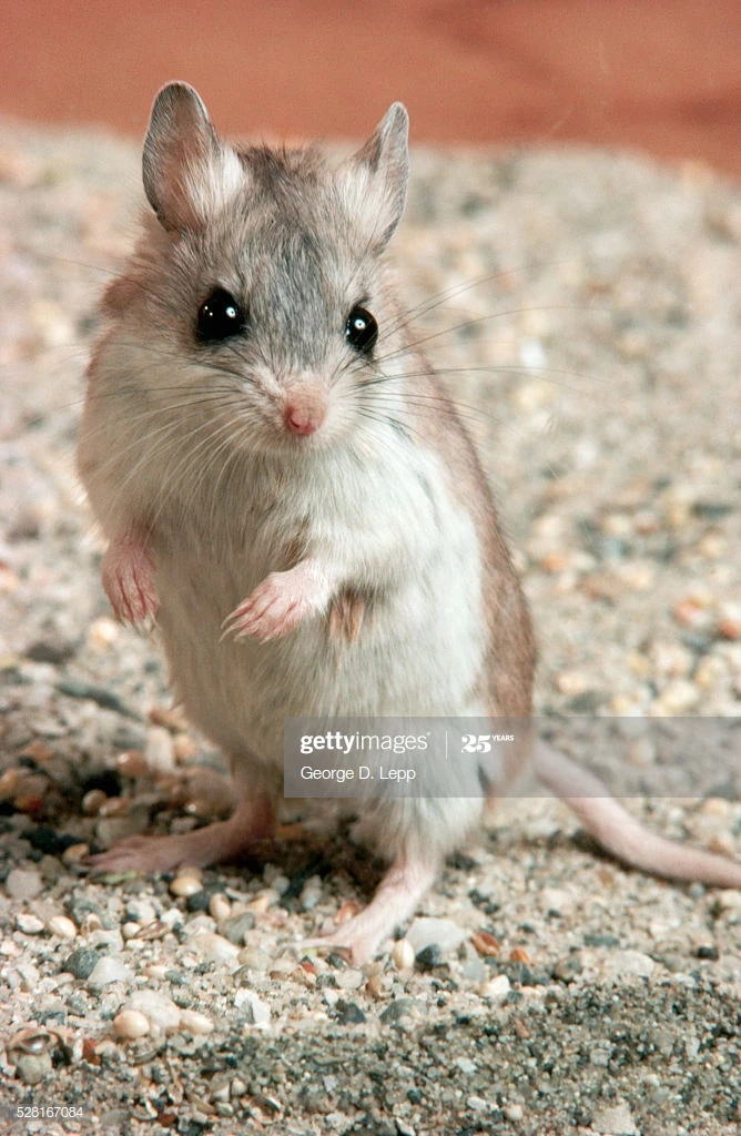 Southern Grasshopper Mouse | Project Zoo Wiki | Fandom