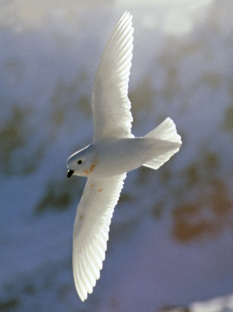 Snow Petrel | Project Zoo Wiki | Fandom