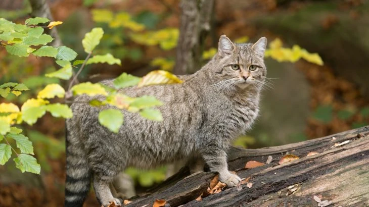 European Wildcat | Project Zoo Wiki | Fandom