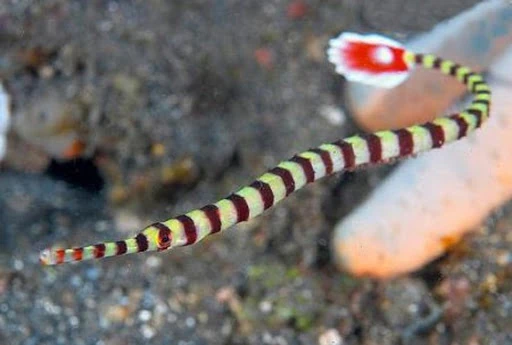 Banded Pipefish | Project Zoo Wiki | Fandom