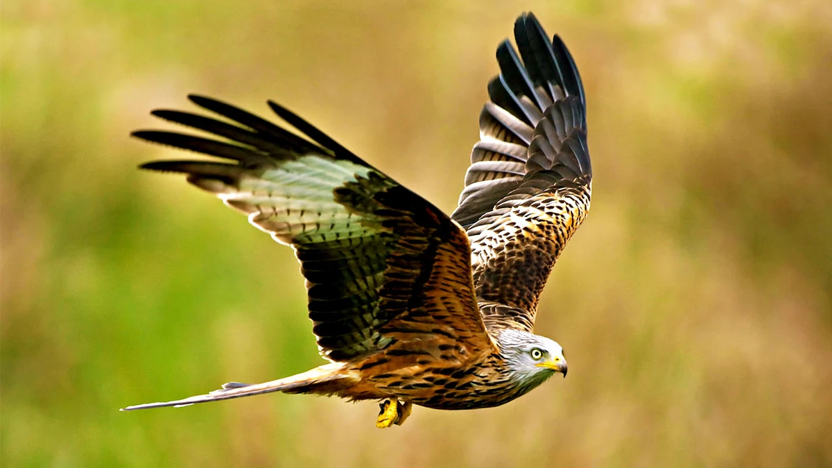 Red Kite | Project Zoo Wiki | Fandom