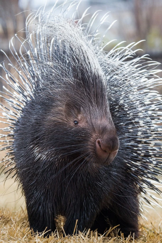Cape Porcupine | Project Zoo Wiki | Fandom