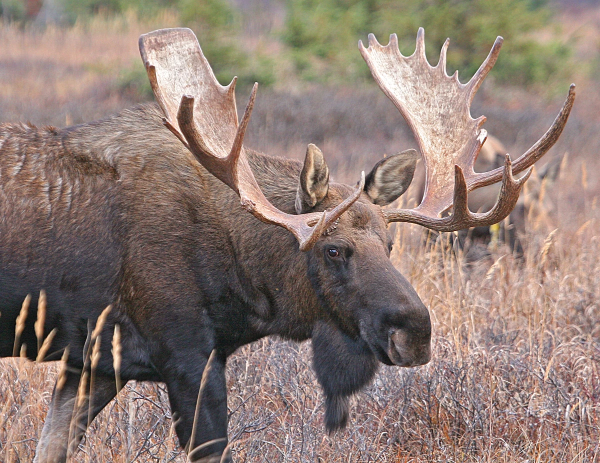 Moose | Project Zoo Wiki | Fandom