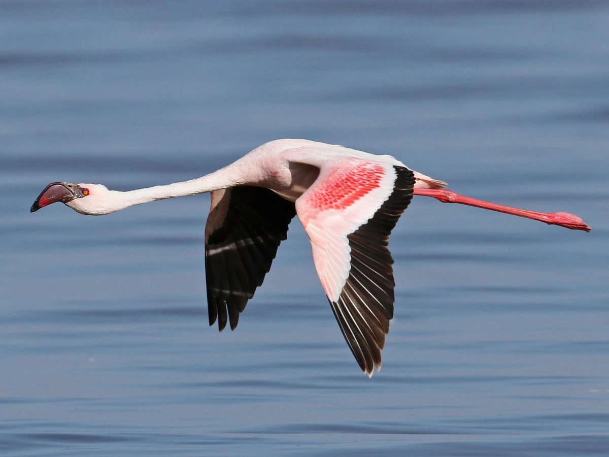 Lesser Flamingo | Project Zoo Wiki | Fandom