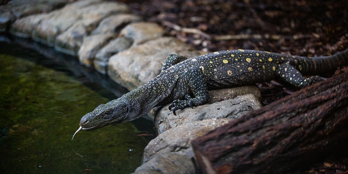 Crocodile Monitor | Project Zoo Wiki | Fandom