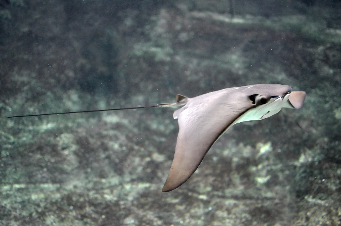 Cownose Ray | Project Zoo Wiki | Fandom