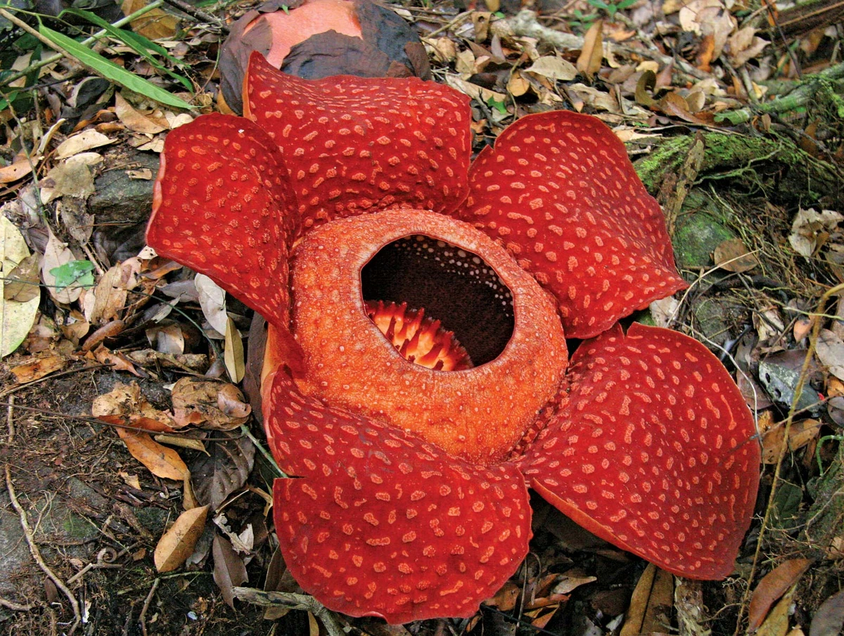 Corpse Lily | Project Zoo Wiki | Fandom