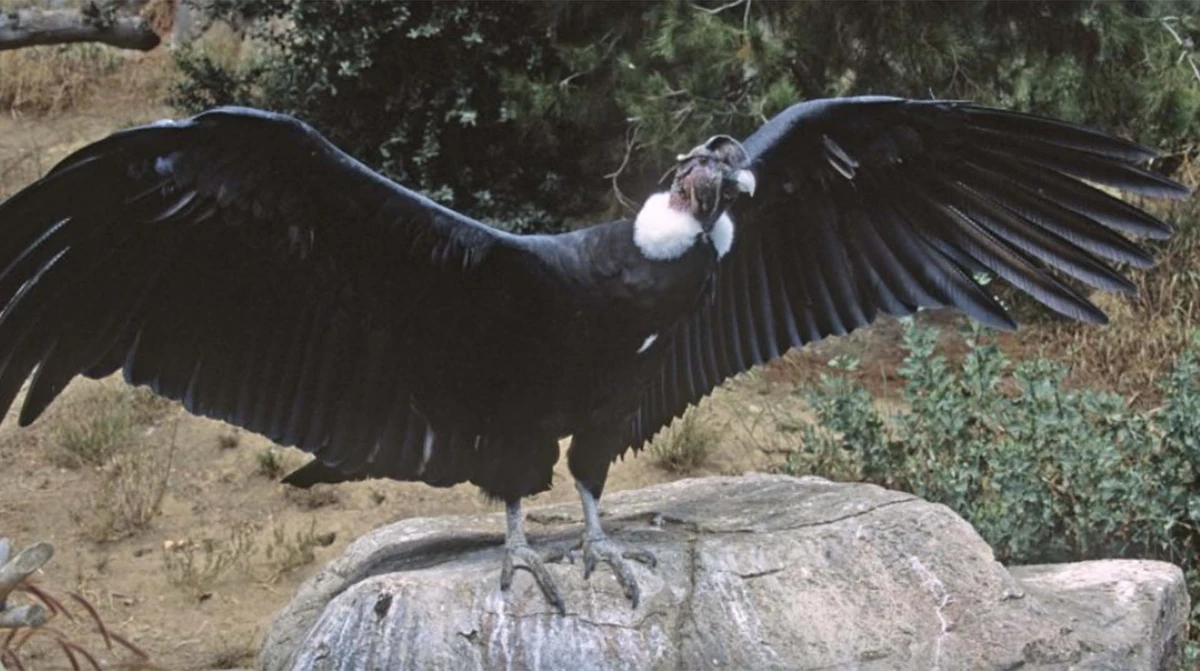 Andean Condor | Project Zoo Wiki | Fandom