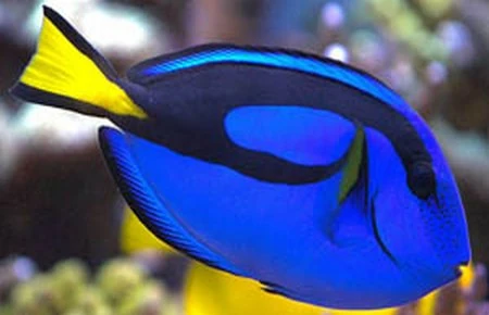 Regal Blue Tang | Project Zoo Wiki | Fandom