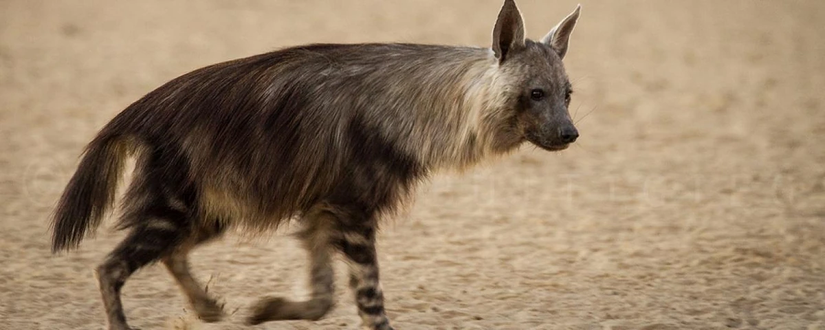 Brown Hyena | Project Zoo Wiki | Fandom