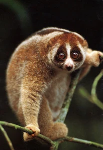 Sunda Slow Loris | Project Zoo Wiki | Fandom
