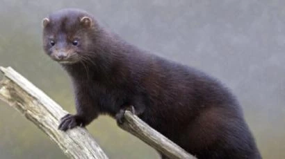 American Mink | Project Zoo Wiki | Fandom