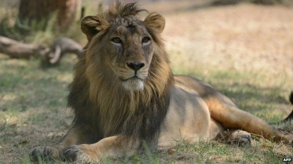 Lion | Project Zoo Wiki | Fandom