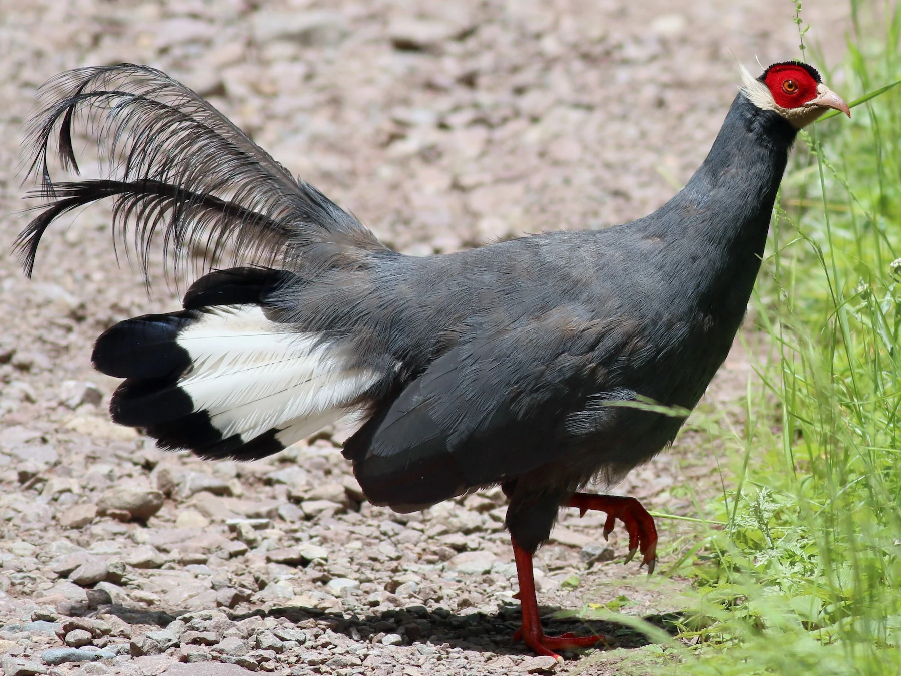 Blue-eared Pheasant | Project Zoo Wiki | Fandom