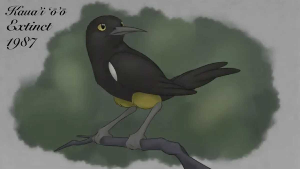 Kaua’i ‘Ō‘ō | Project Zoo Wiki | Fandom
