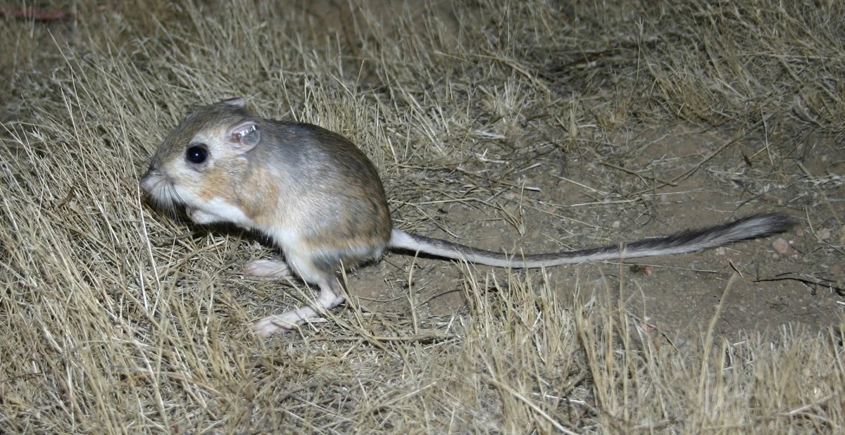Giant Kangaroo Rat | Project Zoo Wiki | Fandom