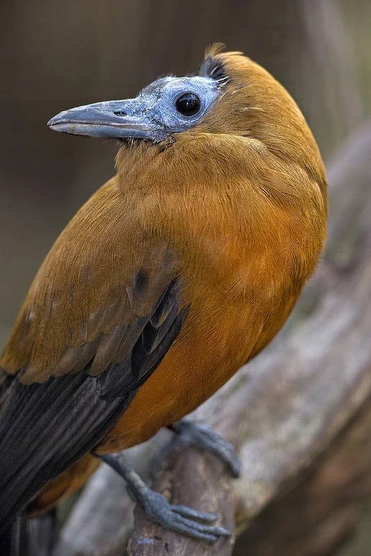 Capuchinbird | Project Zoo Wiki | Fandom