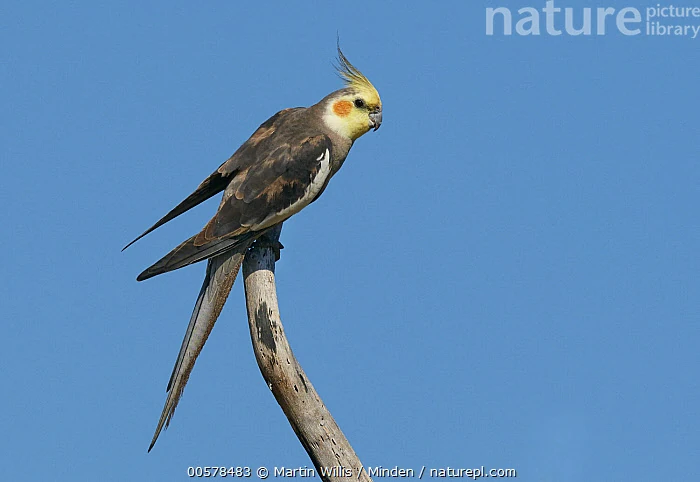 Cockatiel | Project Zoo Wiki | Fandom