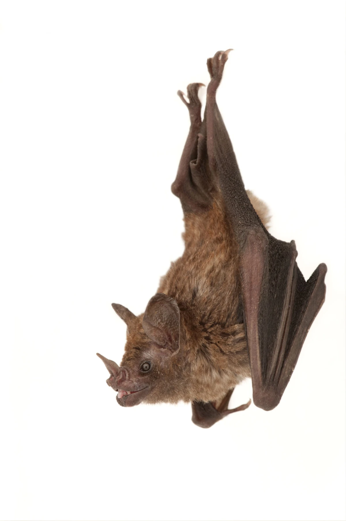 Seba's Short-tailed Bat | Project Zoo Wiki | Fandom