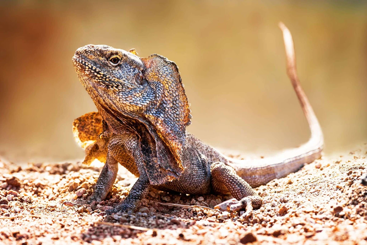 Frilled-Necked Lizard | Project Zoo Wiki | Fandom